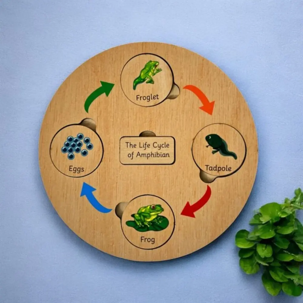 Exploring Life Cycles Set – Life Cycle Tiles for Kids